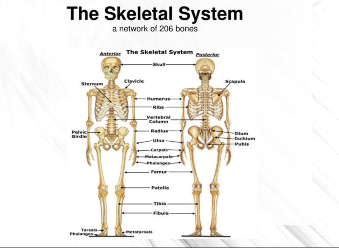 The 7 Best Bone-Building Foods | Retiree News